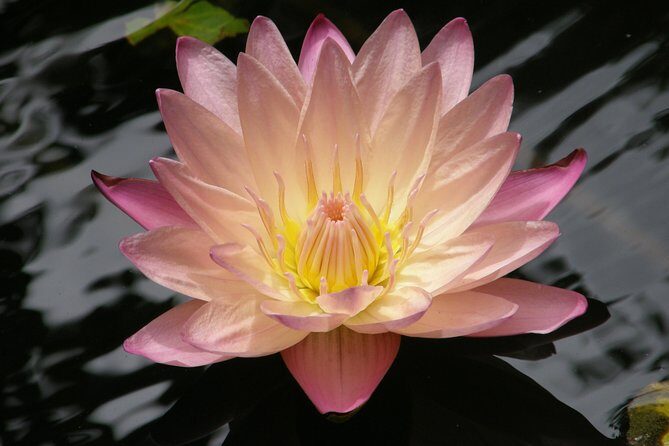 Half-Day Barbados Tour Harrisons Cave Hunte's Garden and Bathsheba - Frequently Asked Questions