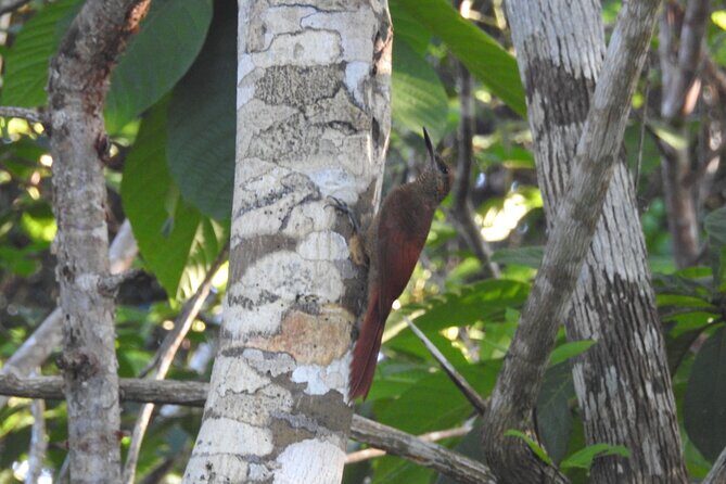 Half-Day Birdwatching Puerto Morelos - What to Expect on the Tour