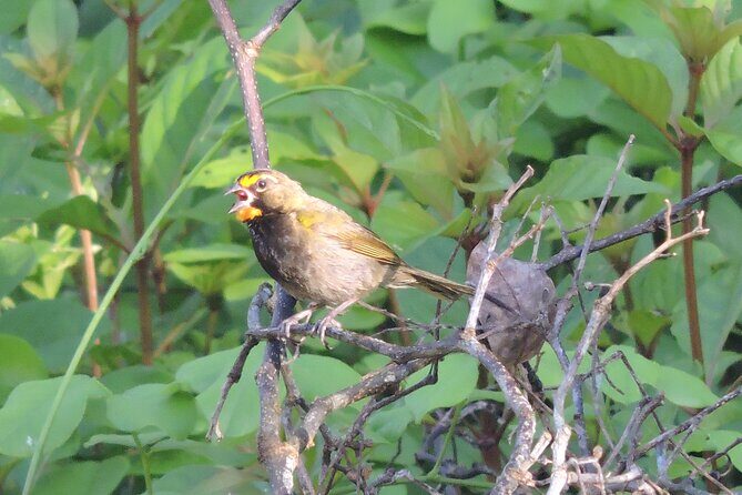 Half-Day Birdwatching Puerto Morelos - The Value Proposition