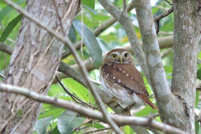 Half-Day Birdwatching Puerto Morelos - Who Should Consider This Tour?