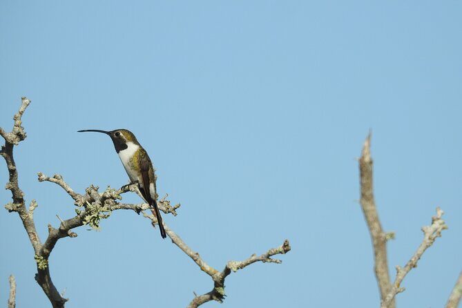 Half-Day Birdwatching Puerto Morelos - The Sum Up