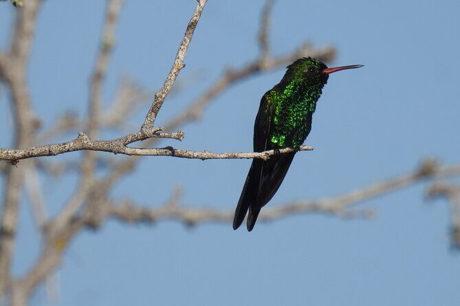 Half-Day Birdwatching Puerto Morelos - Frequently Asked Questions