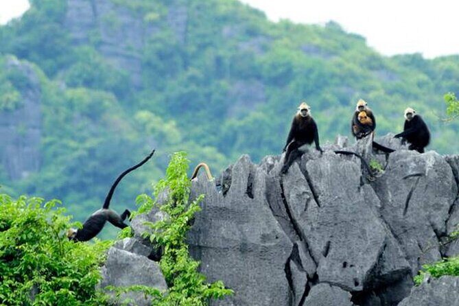 Half-Day Cat Ba National Park Trek & Hidden Cave with Pro Guide - The Sum Up