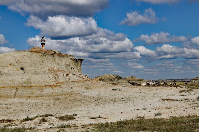 Half Day Chasing Horses Wildlife Photography Experience in North Dakota - Introduction