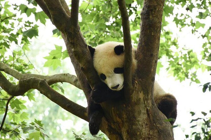 Half Day Chengdu Private Panda Tour - The Value of This Tour