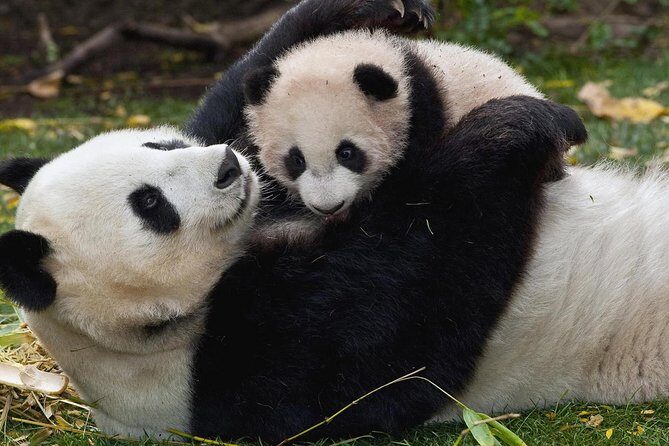 Half Day Chengdu Private Panda Tour - FAQ