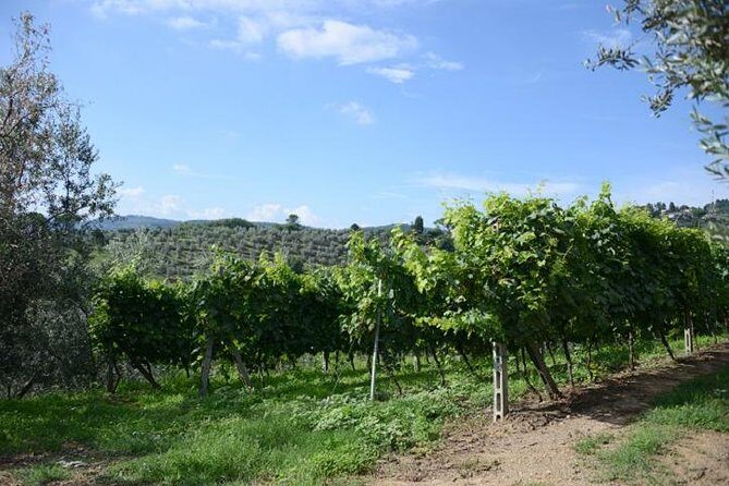 Half-Day Chianti Wine and Olive Oil Tour from Viareggio - The Experience Itself: Comfort, Timing, and Size