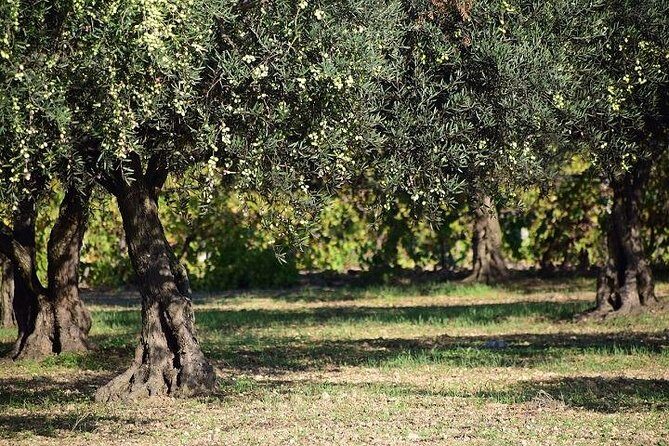 Half-Day Chianti Wine and Olive Oil Tour from Viareggio - Is This Tour Right for You?