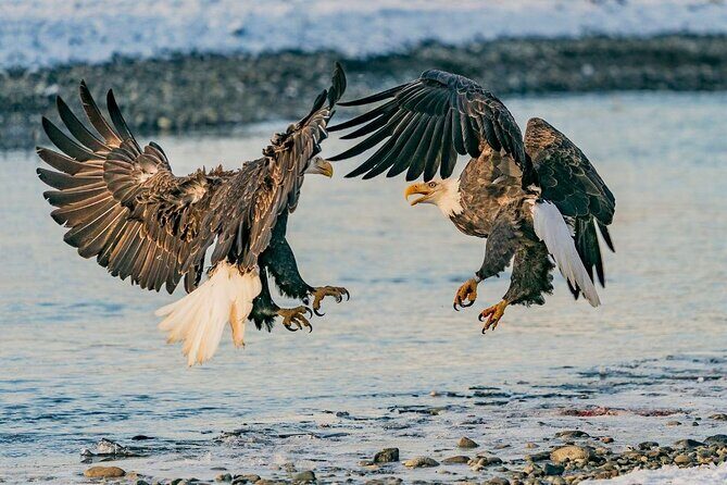 Half-Day Chilkat Bald Eagle Preserve Float Tour - Introduction