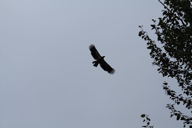 Half-Day Chilkat Bald Eagle Preserve Float Tour - The Sum Up
