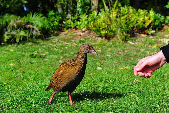 Half-Day Cruise in Marlborough Sounds from Picton - Wildlife and Natural Highlights