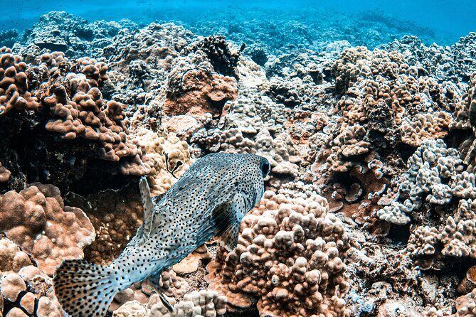 Half-Day Deluxe Molokini Snorkel Excursion in Maui - Who Will Love This Tour?