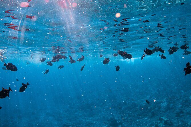 Half-Day Deluxe Molokini Snorkel Excursion in Maui - FAQ