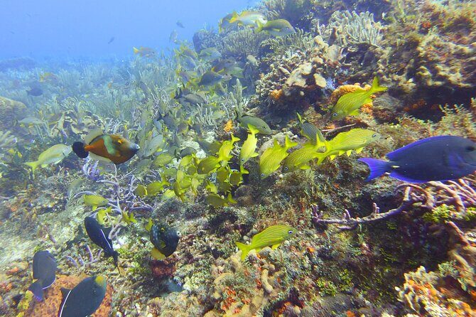 Half Day Dive Trip to the Cozumel reef - The Complete Picture of the Cozumel Reef Trip