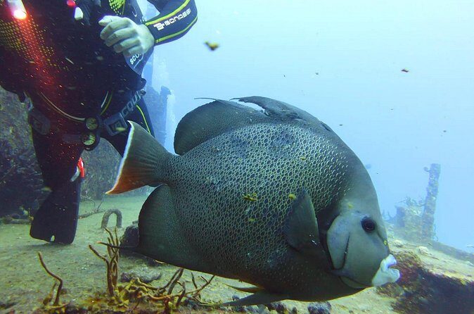 Half Day Dive Trip to the Cozumel reef - Frequently Asked Questions