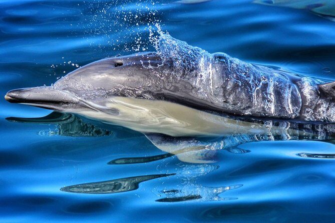 Half Day Dolphin Watching Cruise (Departing from Rotorua) - An Authentic Marine Adventure: The Half-Day Dolphin Watching Cruise from Rotorua