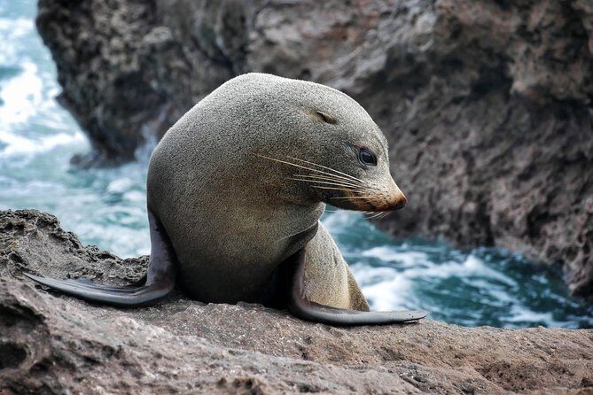 Half Day Dolphin Watching Cruise (Departing from Rotorua) - Key Points
