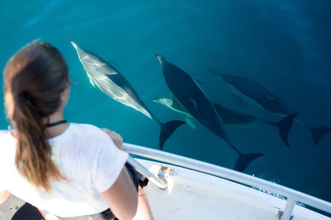 Half Day Dolphin & Wildlife Cruise - Tauranga - An In-Depth Look at Tauranga’s Dolphin & Wildlife Cruise