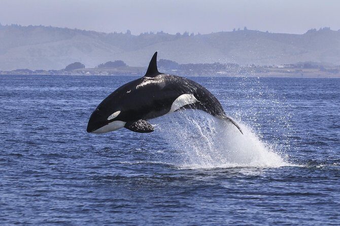 Half Day Dolphin & Wildlife Cruise - Tauranga - FAQ
