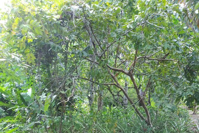 Half day Dominican Safari Experience ... / Half day Safari Excursion - Authenticity and Practical Tips