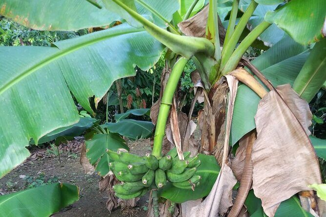 Half day Dominican Safari Experience ... / Half day Safari Excursion - Who Will Love This Tour?