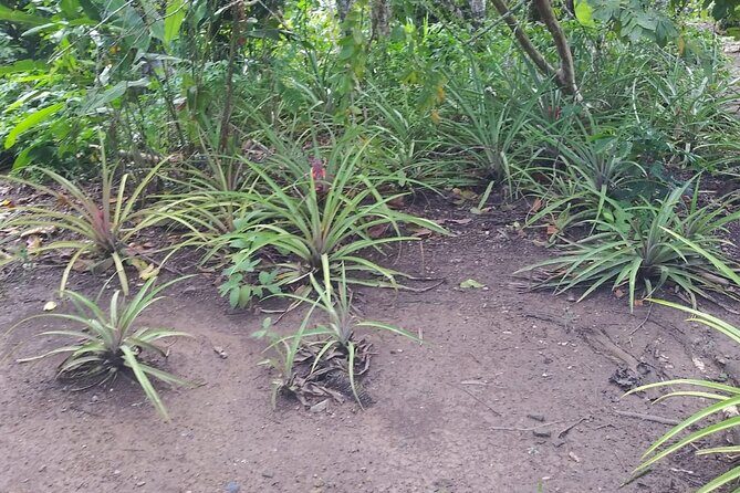 Half day Dominican Safari Experience ... / Half day Safari Excursion - The Sum Up