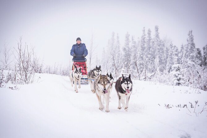 Half Day "Drive Your Own Dog Team" Dog Sledding Tour - What is the Tour All About?