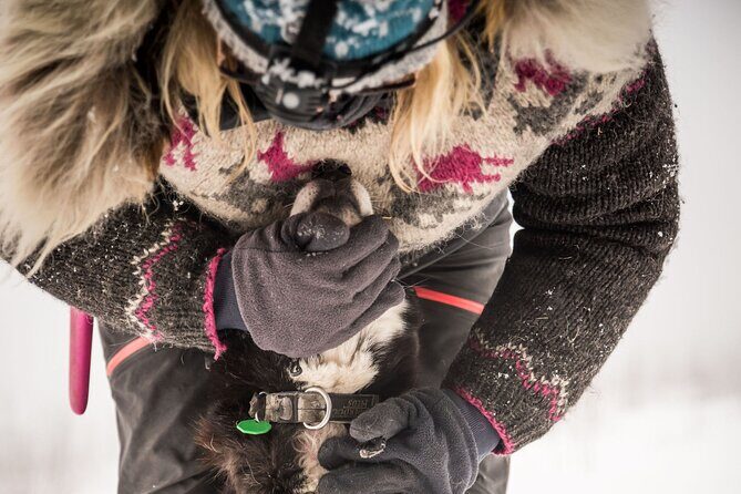 Half Day "Drive Your Own Dog Team" Dog Sledding Tour - How the Itinerary Unfolds