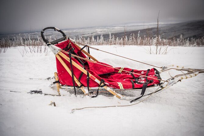 Half Day "Drive Your Own Dog Team" Dog Sledding Tour - Authenticity & Reviews