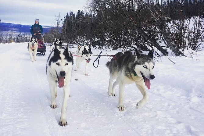 Half Day "Drive Your Own Dog Team" Dog Sledding Tour - Practical Tips for Travelers
