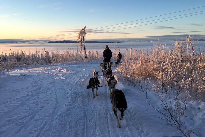 Half Day "Drive Your Own Dog Team" Dog Sledding Tour - The Sum Up