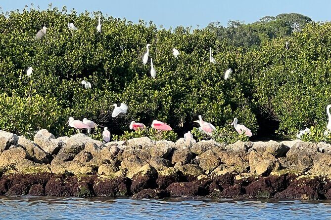 Half Day Eco and Dolphin Boat Tour in Siesta Key - Why the Price Is Worth It