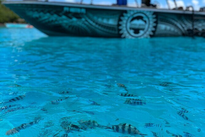 Half day Eco Snorkeling small group Tour in Bora Bora - Practical Details & Value Assessment