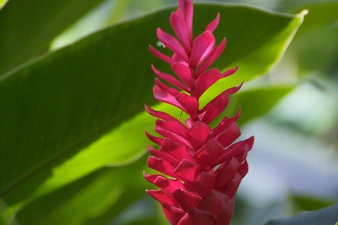 Half-Day El Yunque National Forest Tour from San Juan - Frequently Asked Questions