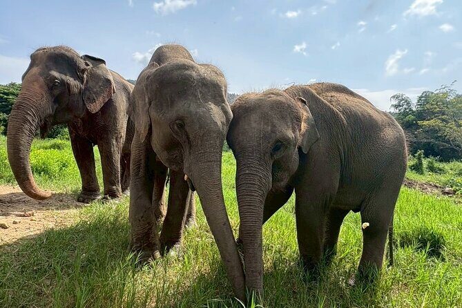 Half Day Elephant care and Whitewater Rafting Adventure - Final Thoughts: Who Will Love This Tour?