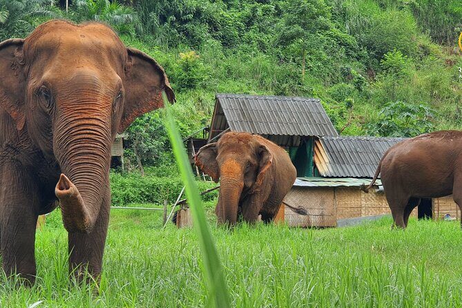 Half-Day Elephant Experience at Rantong - Introduction