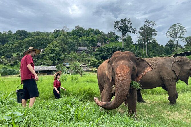 Half-Day Elephant Experience at Rantong - Key Points