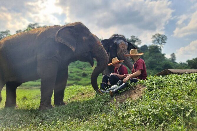 Half-Day Elephant Experience at Rantong - Logistics and Practical Details