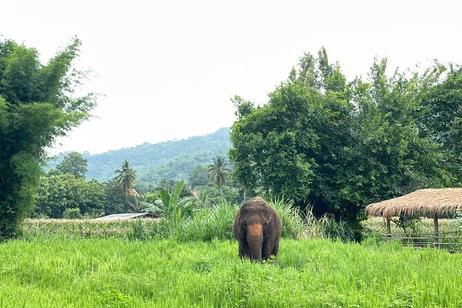 Half-Day Elephant Experience at Rantong - Authentic Experience and Ethical Focus