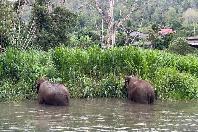 Half-Day Elephant Experience at Rantong - The Sum Up