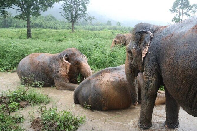 Half Day Elephant Home Sanctuary in Samui - Key Points