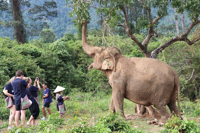 Half Day Elephant Home Sanctuary in Samui - What to Expect from the Logistics