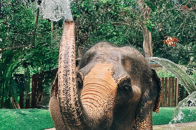 Half Day Elephant Home Sanctuary in Samui - The Sum Up