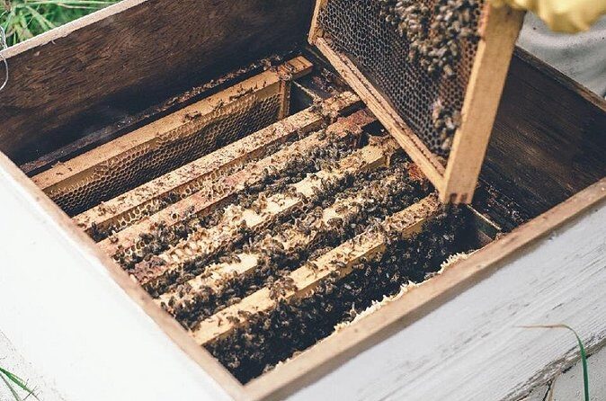 Half day Ethnic Elephant Sanctuary and Bee Farm - Who Will Love This Tour?