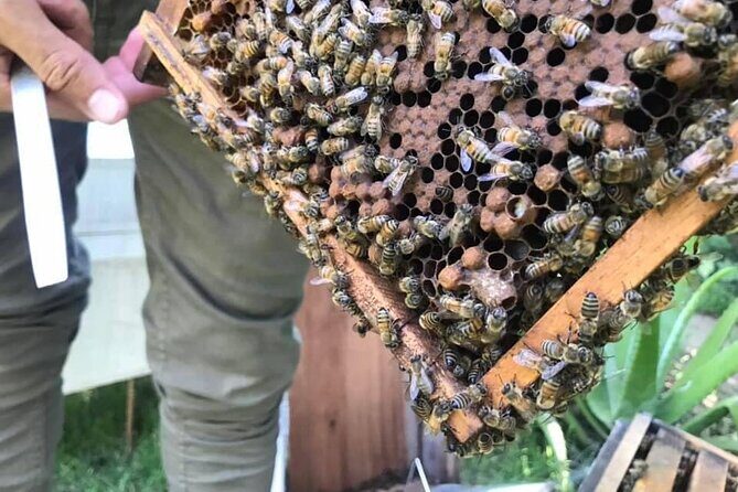 Half day Ethnic Elephant Sanctuary and Bee Farm - The Sum Up