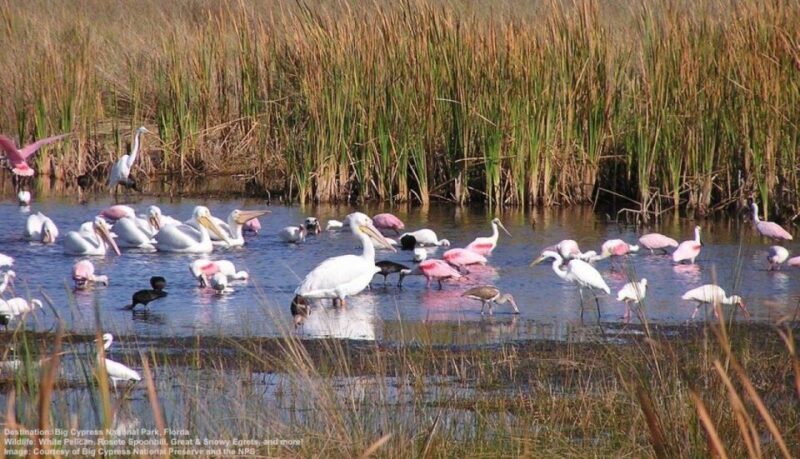 Half-Day Everglades Airboat Tours and Transportation - An In-Depth Look at the Tour Experience