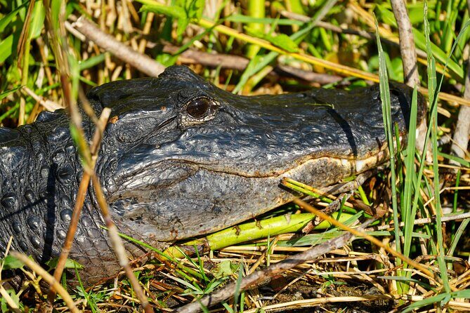 Half-Day Everglades Freshwater Fishing Trips - The Itinerary: What to Expect