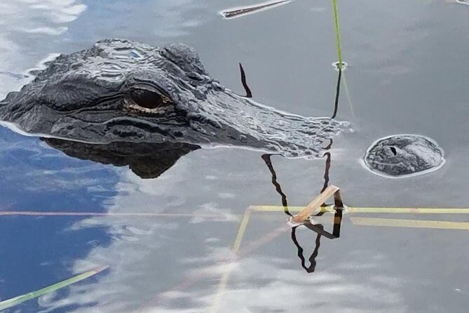 Half-day Everglades National Park Tour and 1-Hour Air Boat Ride - A Natural Introduction to the Everglades