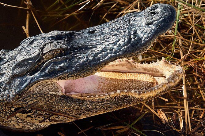 Half-day Everglades National Park Tour and 1-Hour Air Boat Ride - Logistics and Value