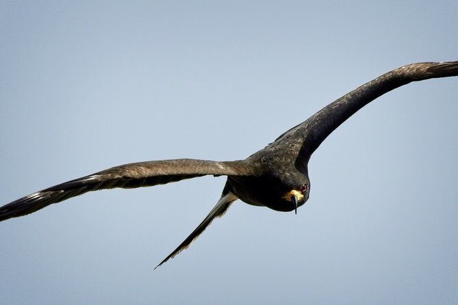 Half-day Everglades National Park Tour and 1-Hour Air Boat Ride - What Travelers Are Saying